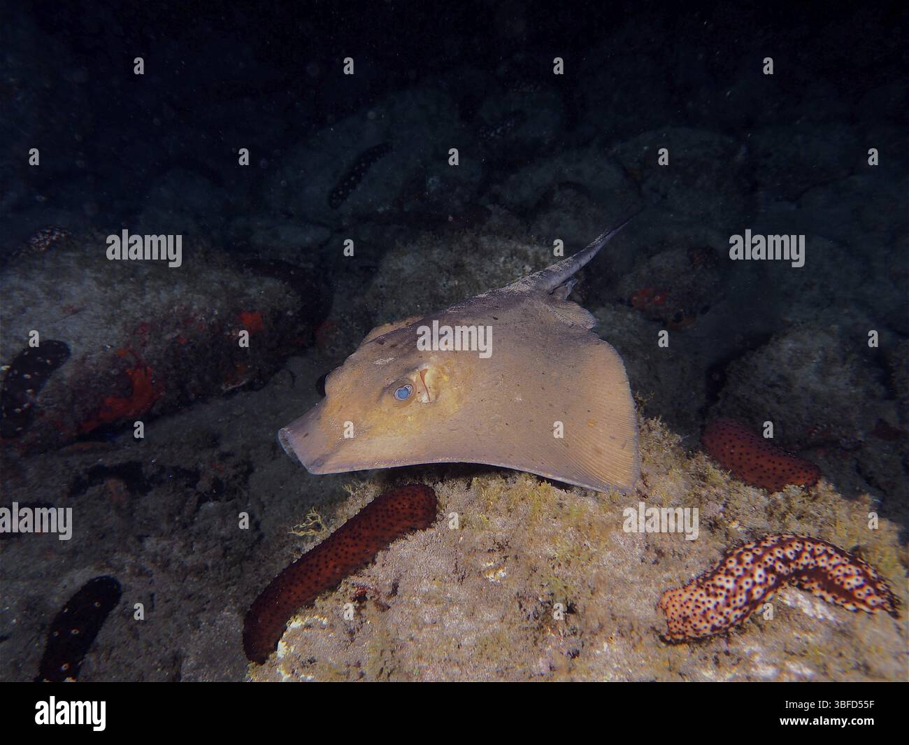 Common eagle ray (Myliobatis aquila Stock Photo - Alamy