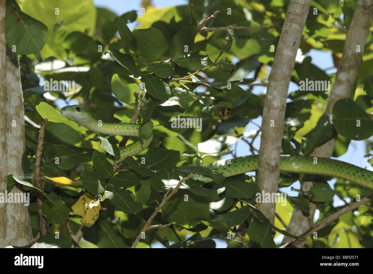 Spotted bush snake (Philothamnus punctatus Stock Photo - Alamy
