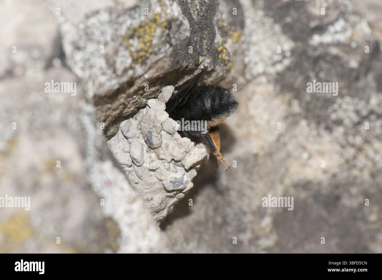 Mortar bee (wall bee, mason bee, mortar bee Stock Photo - Alamy