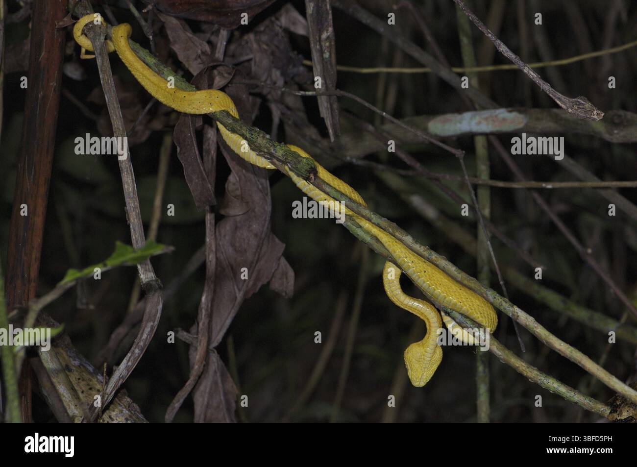 Yellow lance adder (Bothriechis schlegelii Stock Photo - Alamy