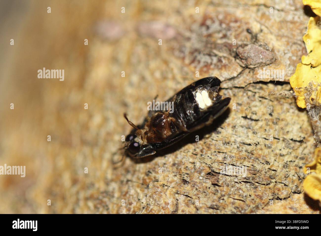 Small firefly (Lamprohiza splendidula Stock Photo - Alamy