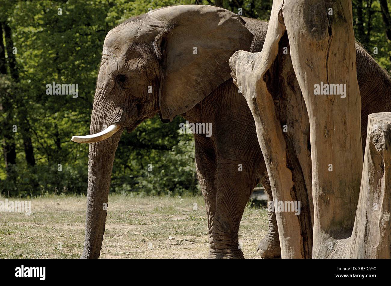 African elephant (African Elephantus Stock Photo - Alamy