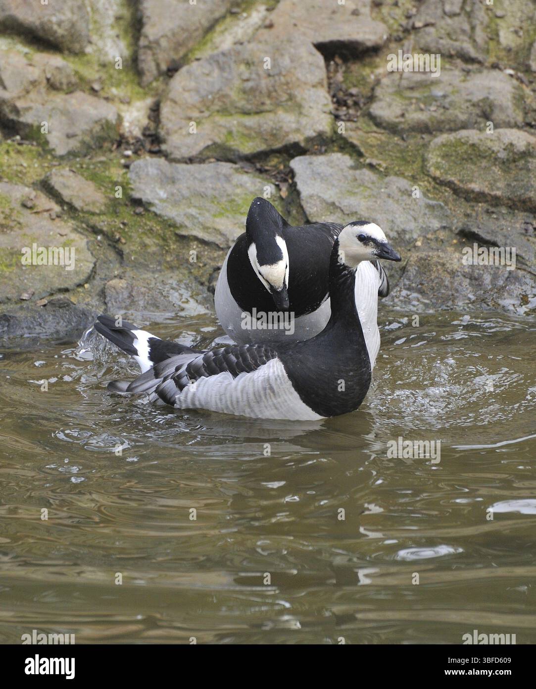 Goose barnacle reproduction hi-res stock photography and images - Alamy