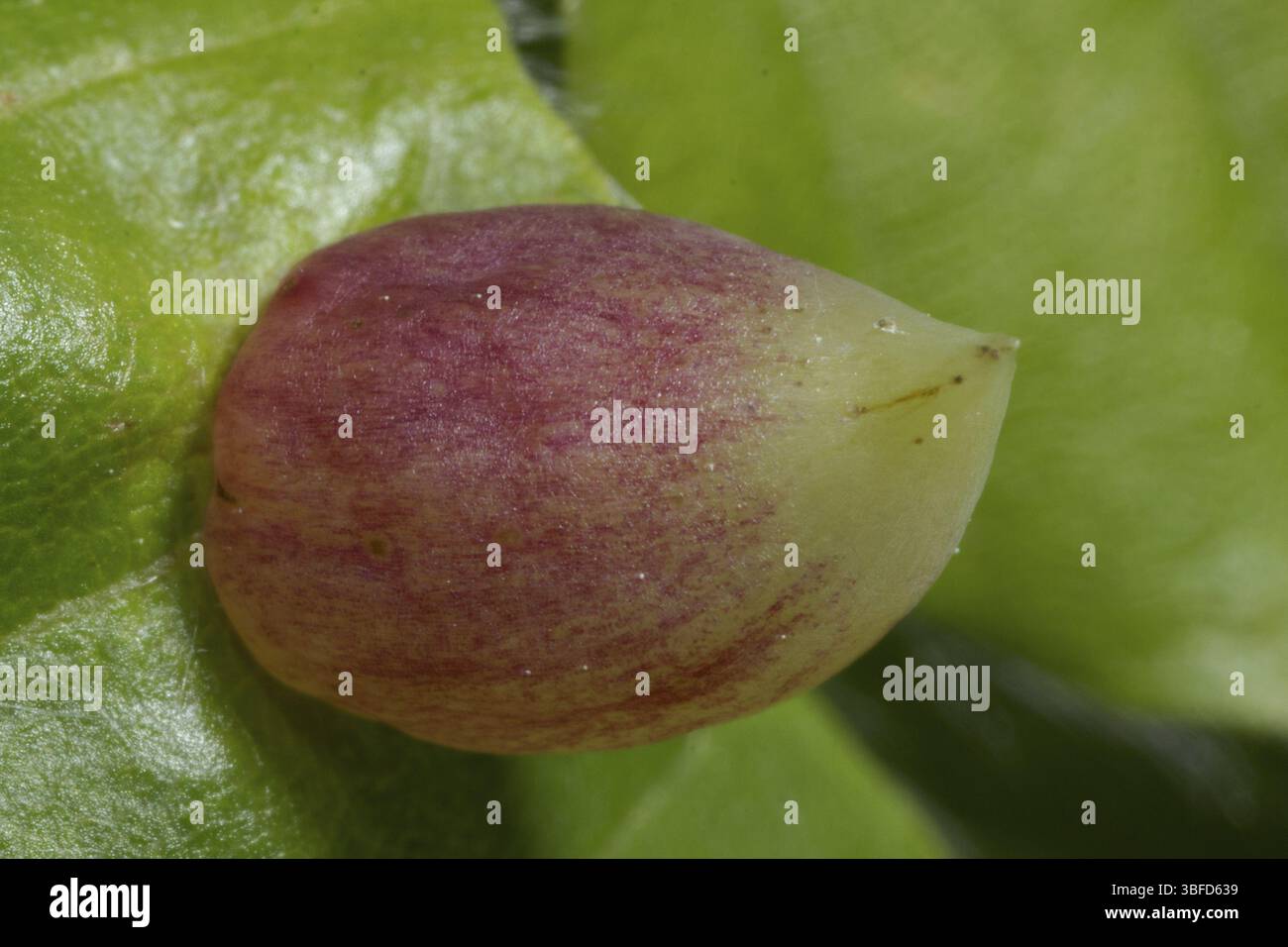 Beech gall midge (Mikiola fagi Stock Photo - Alamy