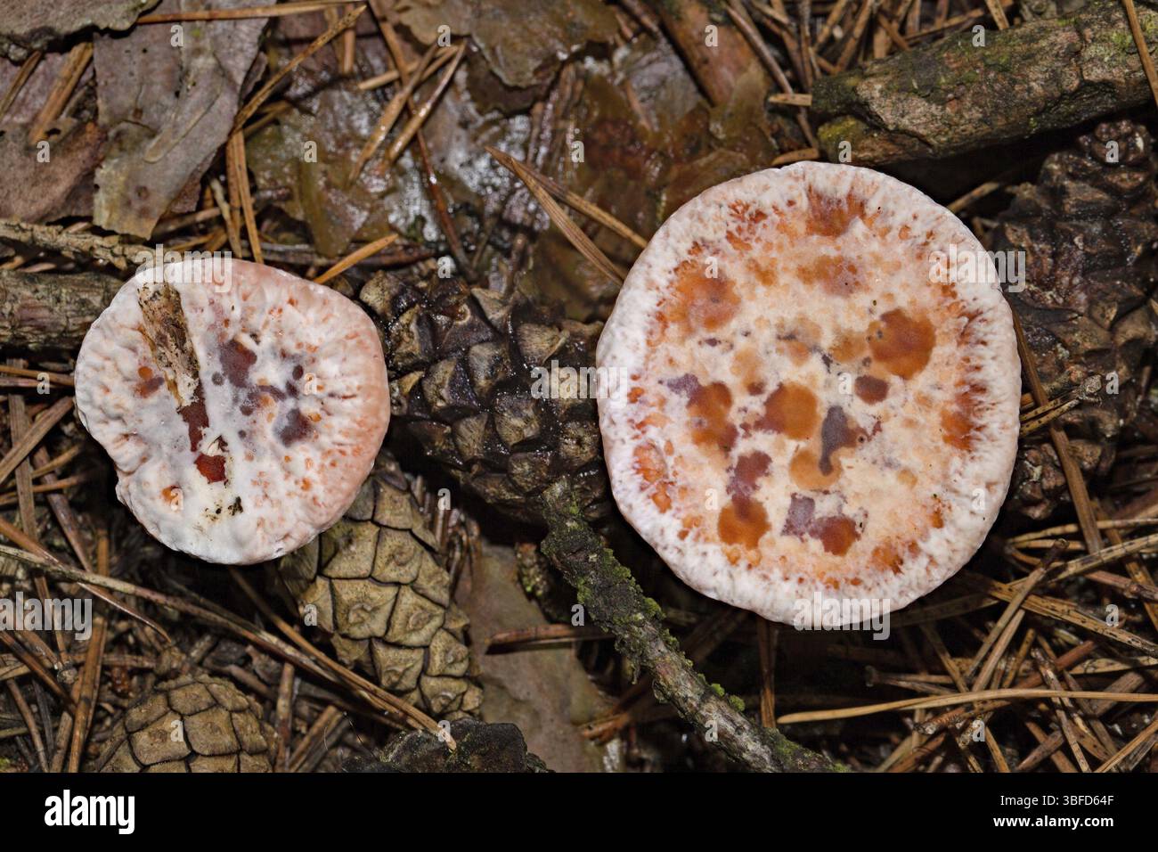 Bleeding cork stinging (Hydnellum peckii Stock Photo - Alamy