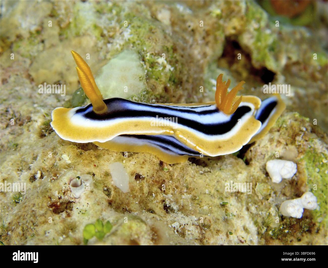 African star snail (Chromodoris africana Stock Photo - Alamy