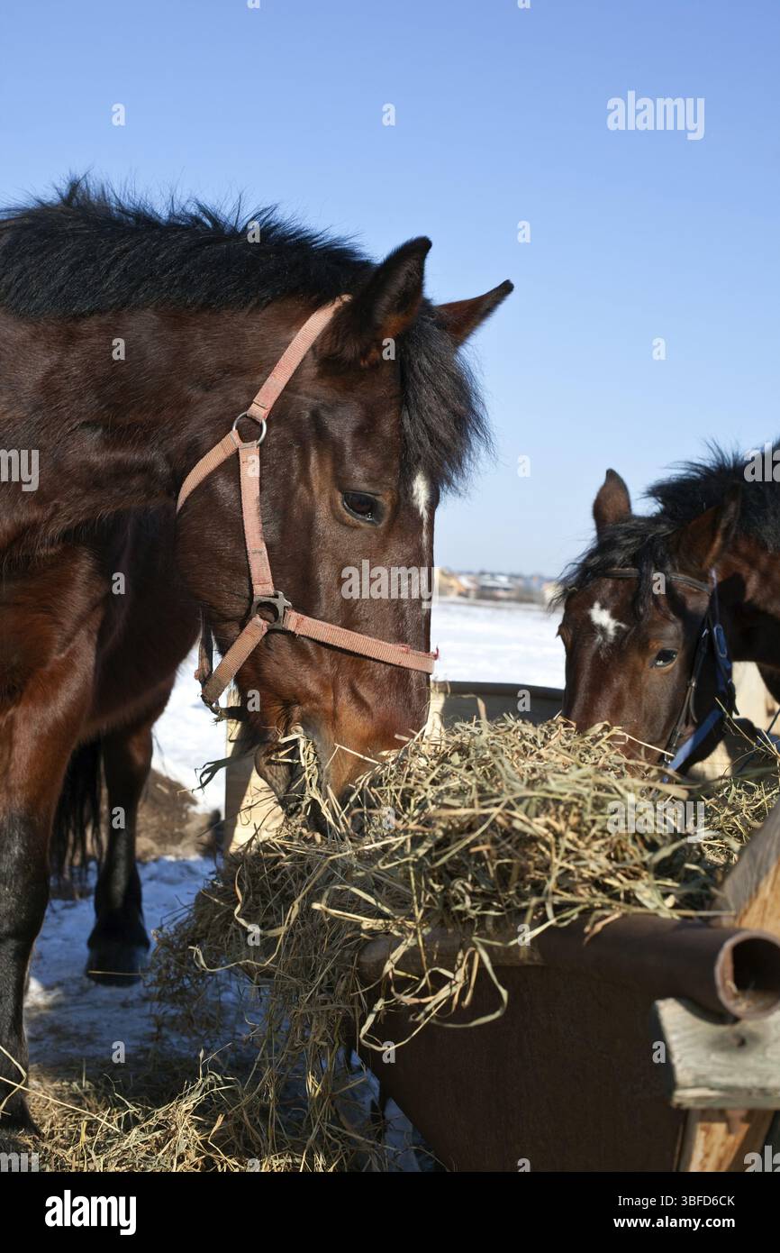 Two eating hay horses. vertical shot. winter Stock Photo - Alamy