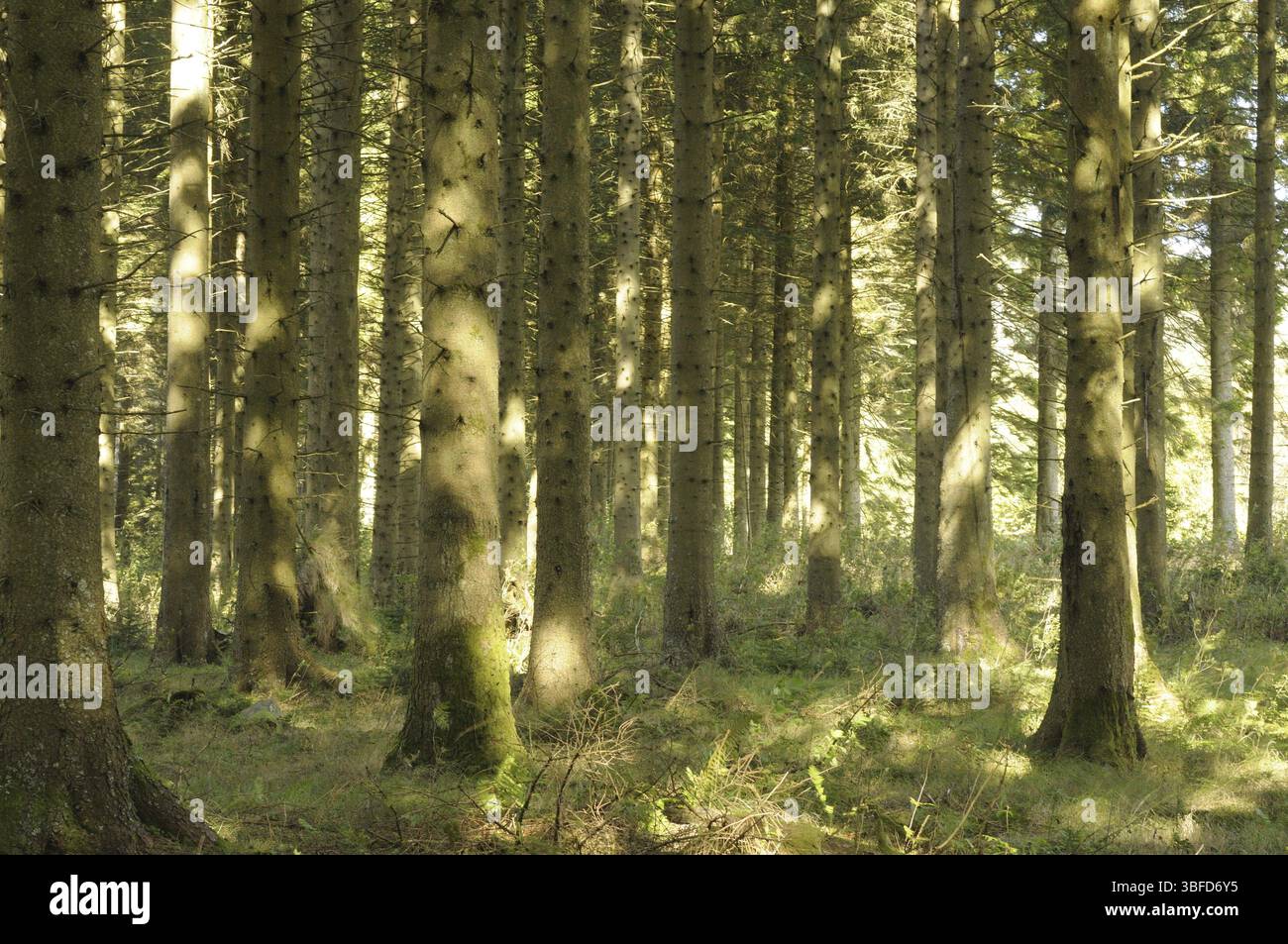 Light fir forest (Abies sp Stock Photo - Alamy