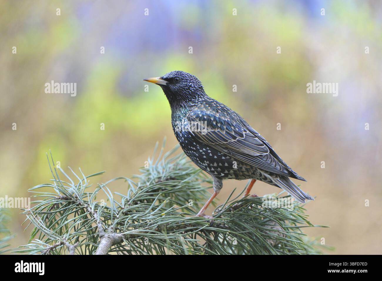 Starling (species) (Sturnus vulgaris Stock Photo - Alamy