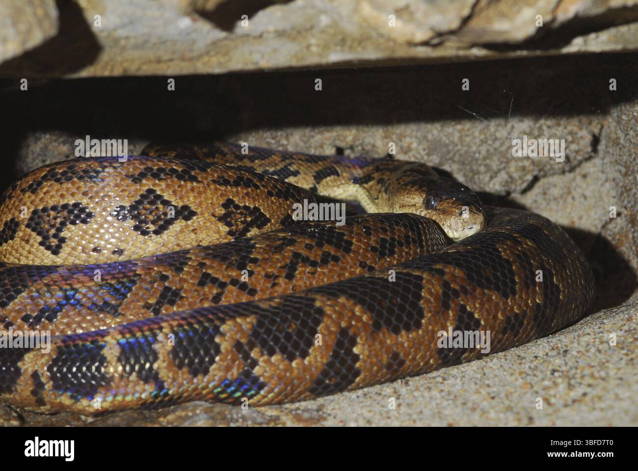 Epicrates genus hi-res stock photography and images - Alamy