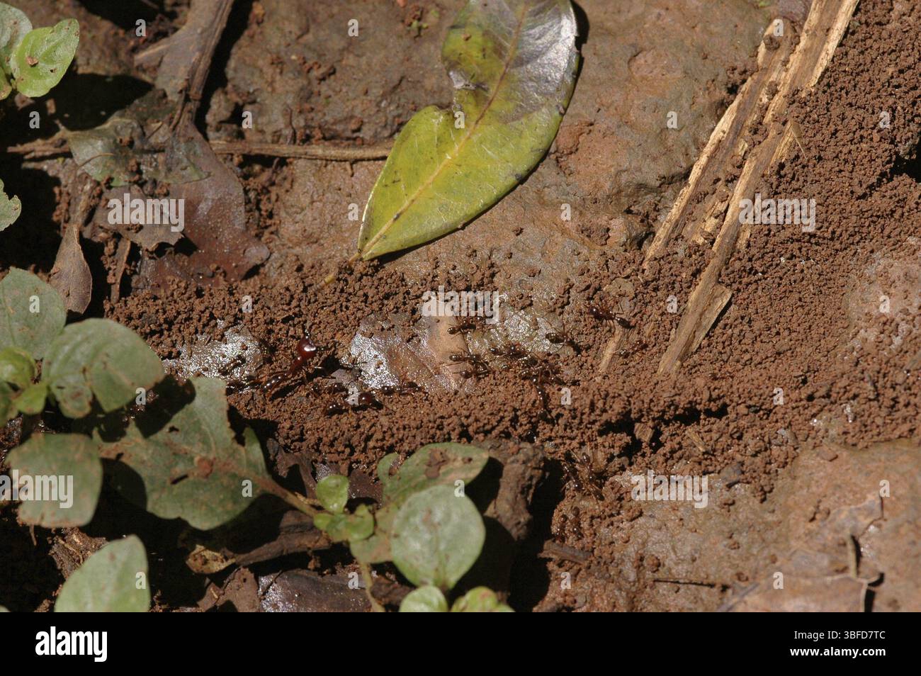 Driver ant trail (Dorylus sp Stock Photo - Alamy