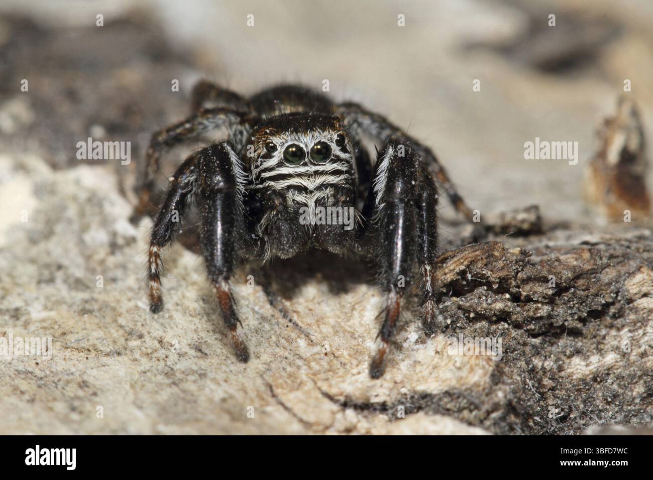 Evarcha arcuata (Evarcha arcuata Stock Photo - Alamy