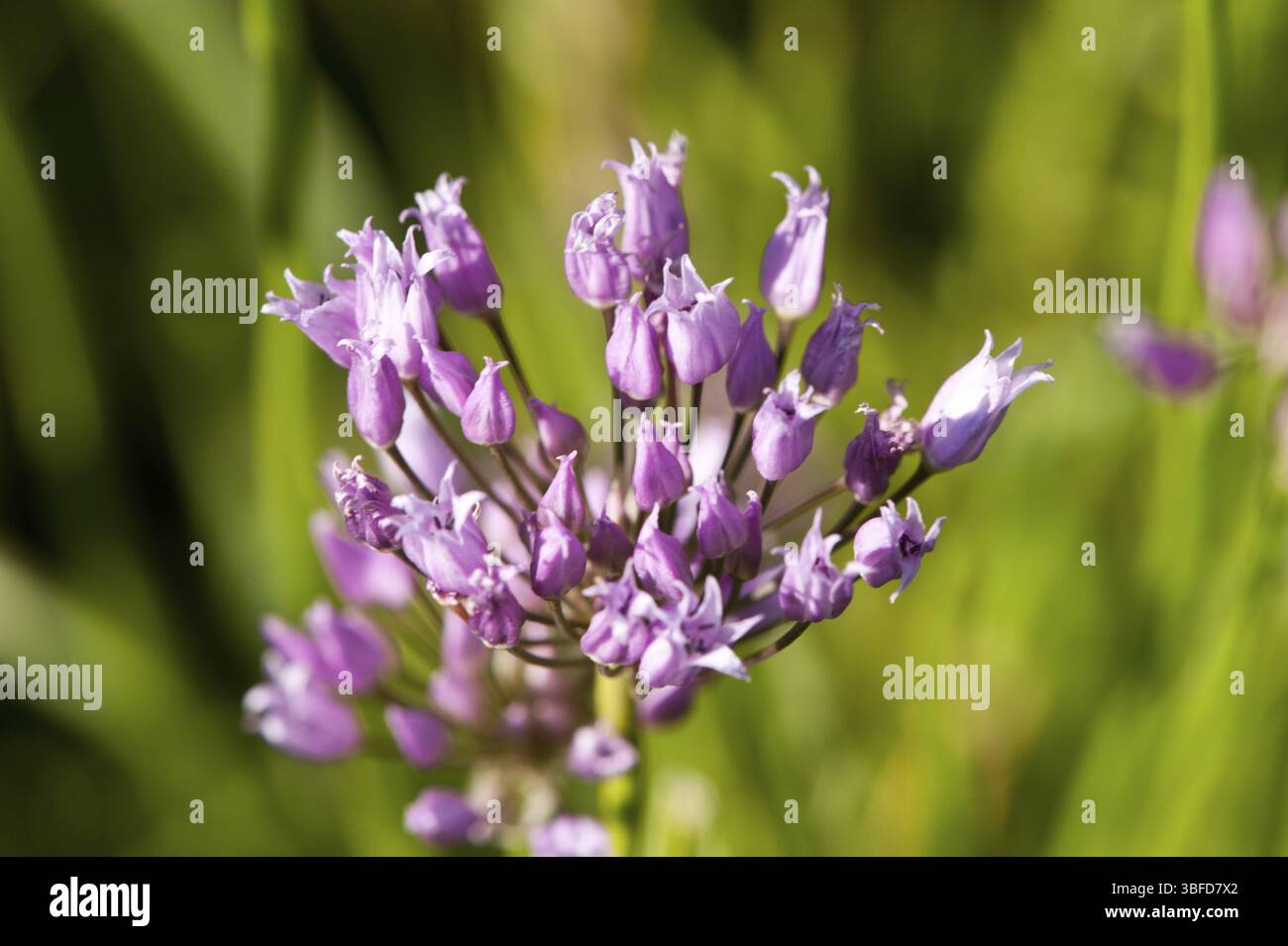 Edge leek (Allium angulosum Stock Photo - Alamy