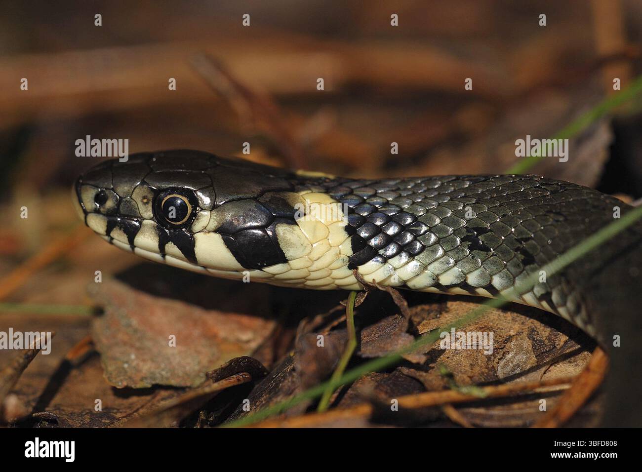 Grass snake, male, moon spot, pupil (Natrix natrix Stock Photo - Alamy
