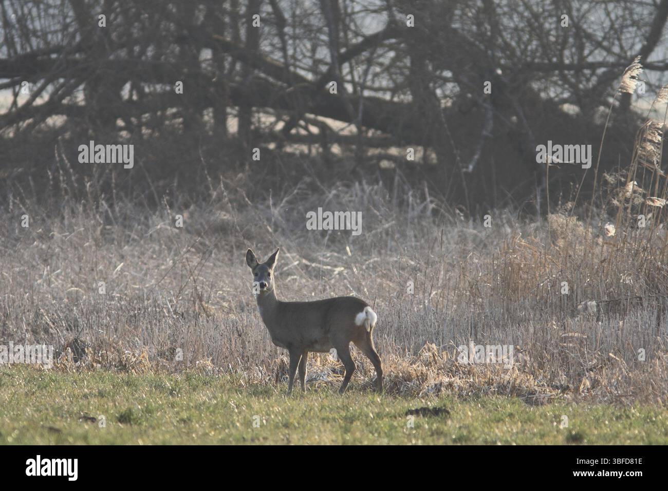 Female roe deer in foal (Capreolus capreolus fem Stock Photo - Alamy