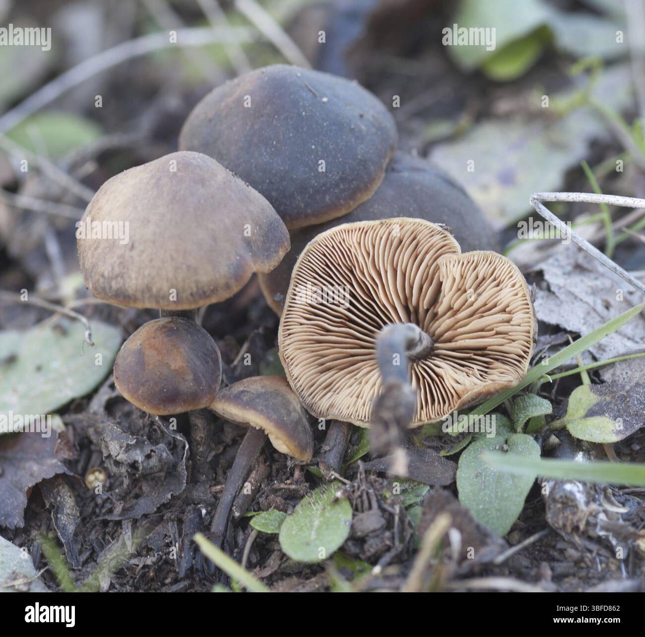 Cucumber slice (Macrocystidia cucumis Stock Photo - Alamy