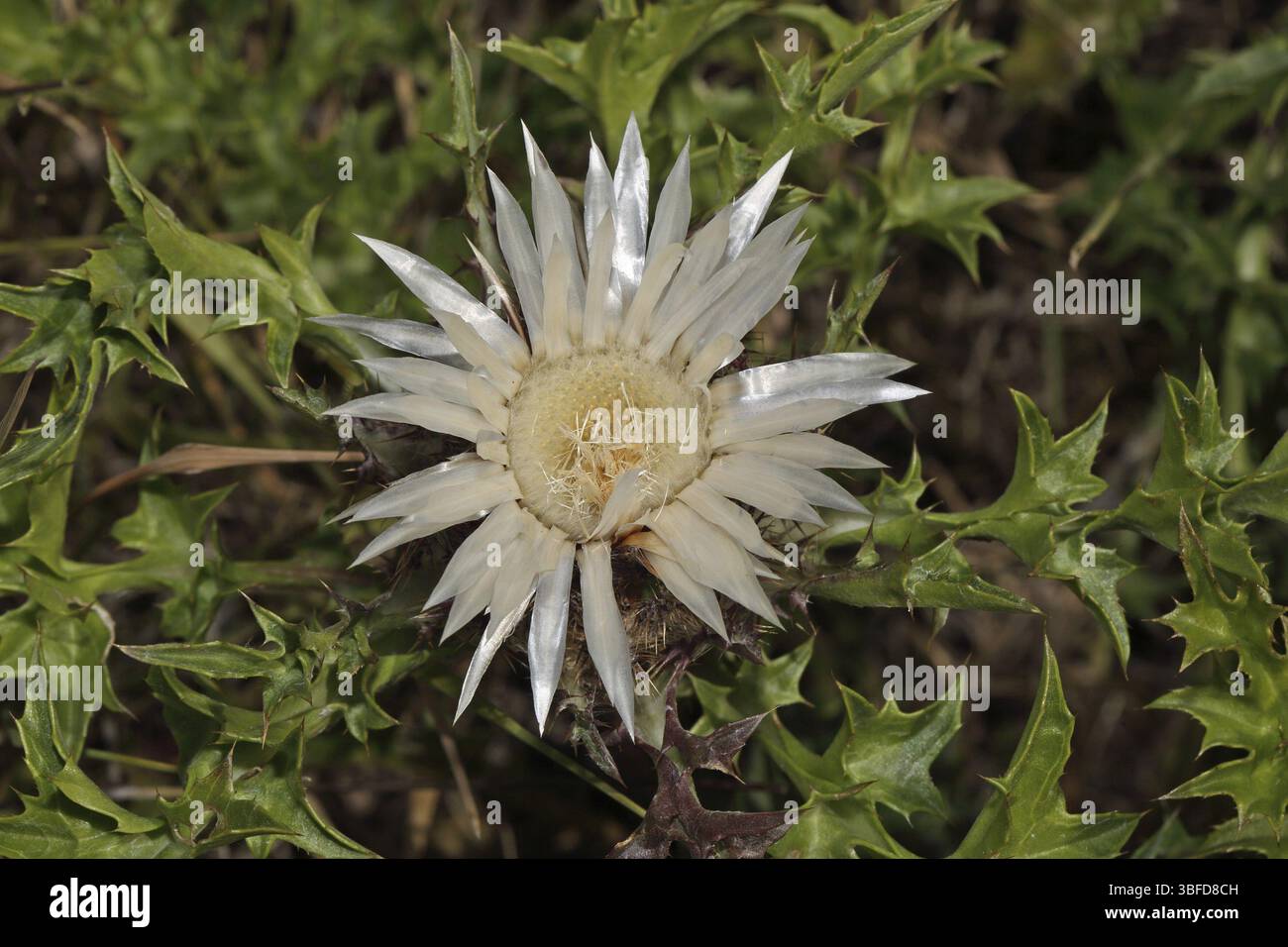 Silver thistle (Carlina acaulis Stock Photo - Alamy