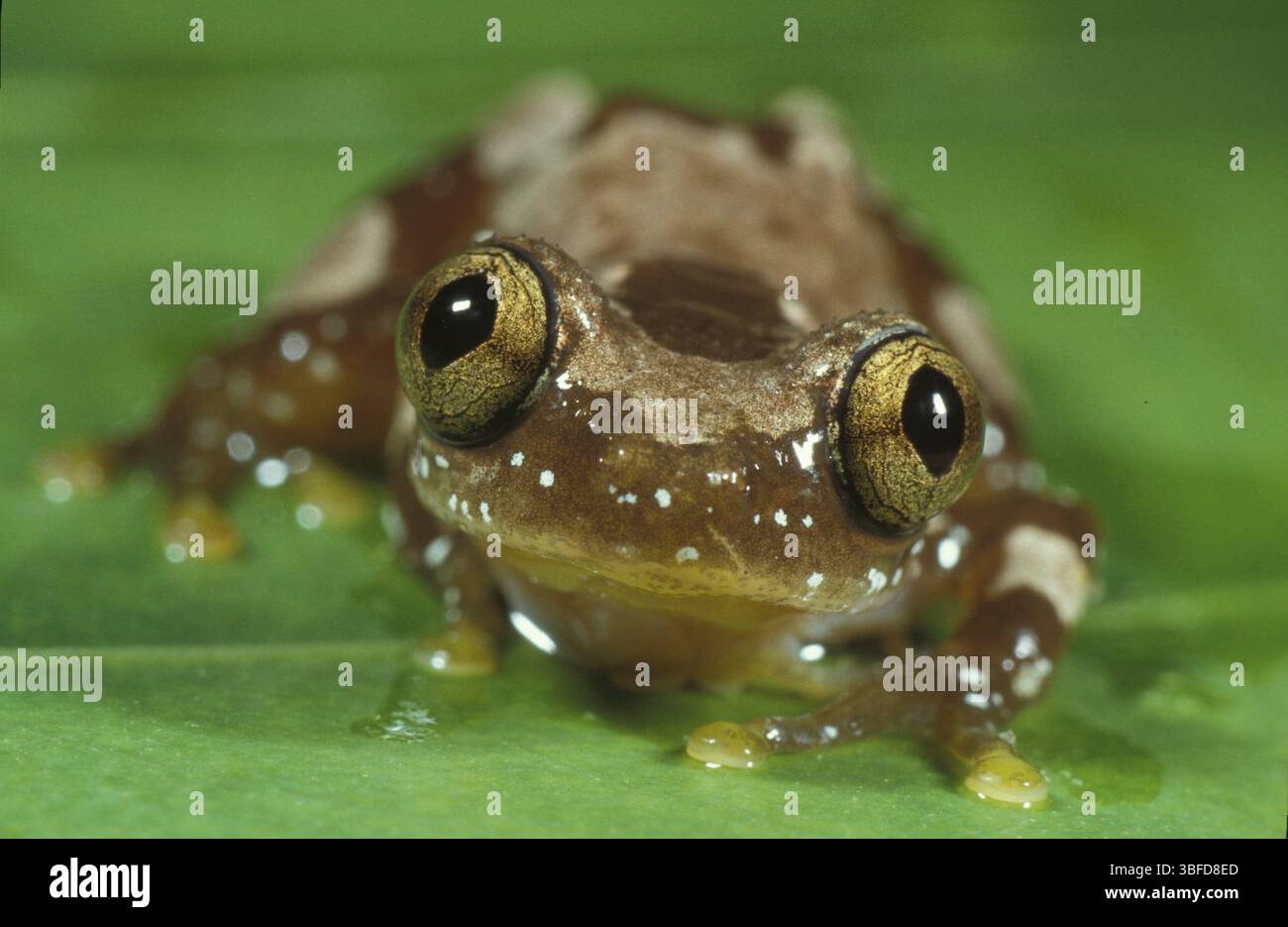 African tree frog (Hyperolius congicus nigeriensis Stock Photo - Alamy