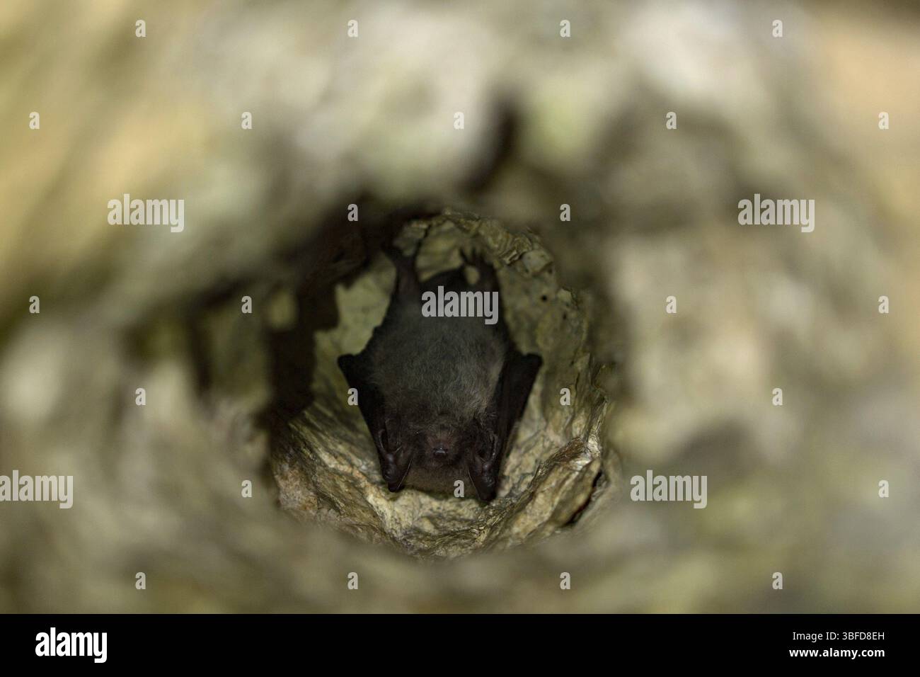 Water bat (Myotis daubentonii Stock Photo - Alamy