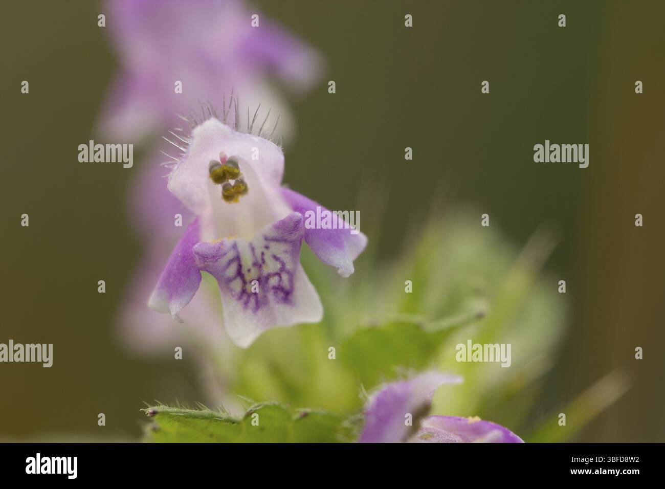 Common hollow-tooth (Galeopsis tetrahit Stock Photo - Alamy