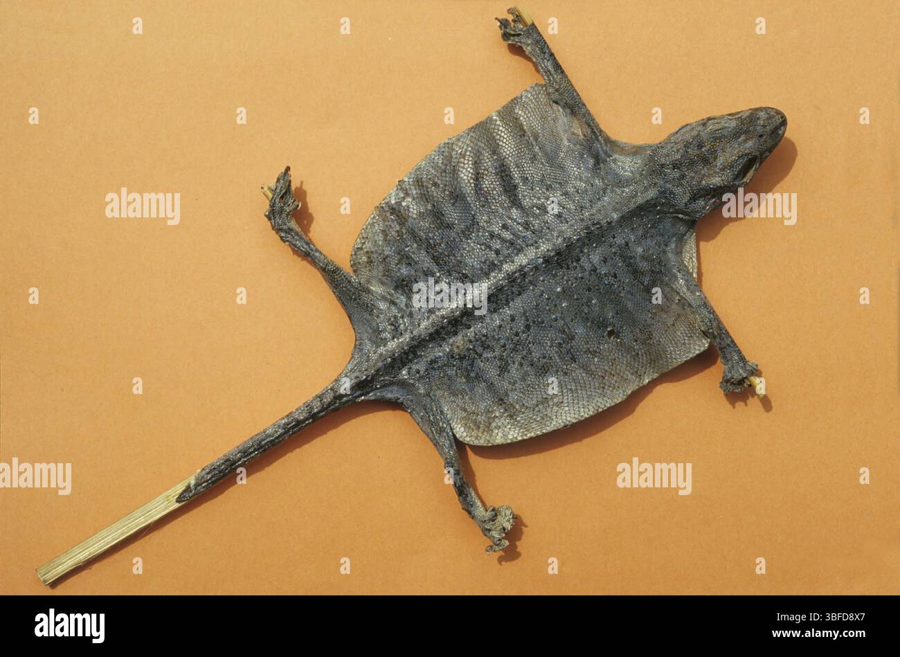 Tokay gecko (stretched, dried gecko) (Origin: Gecko gecko Stock Photo ...