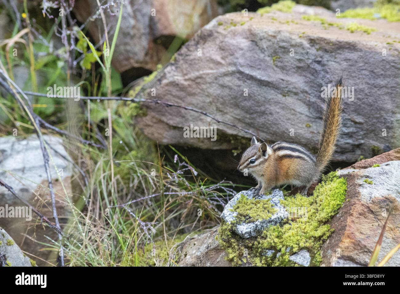 Least chipmunk in Canada (Neotamias minimus Stock Photo - Alamy