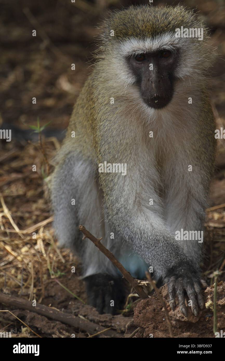 Male testicle hi-res stock photography and images - Alamy
