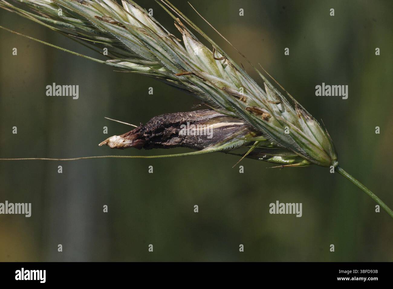Ergot Fungus (Claviceps purpurea Stock Photo - Alamy