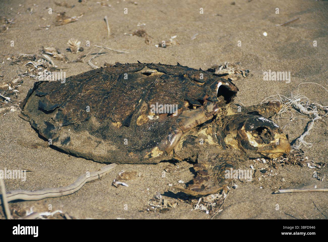 Dead Loggerhead sea turtle (Caretta caretta Stock Photo - Alamy