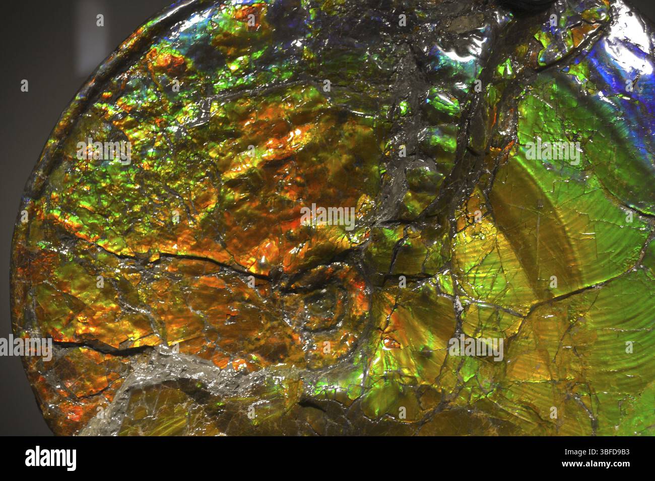 Mollusca ammonoidea hi-res stock photography and images - Alamy