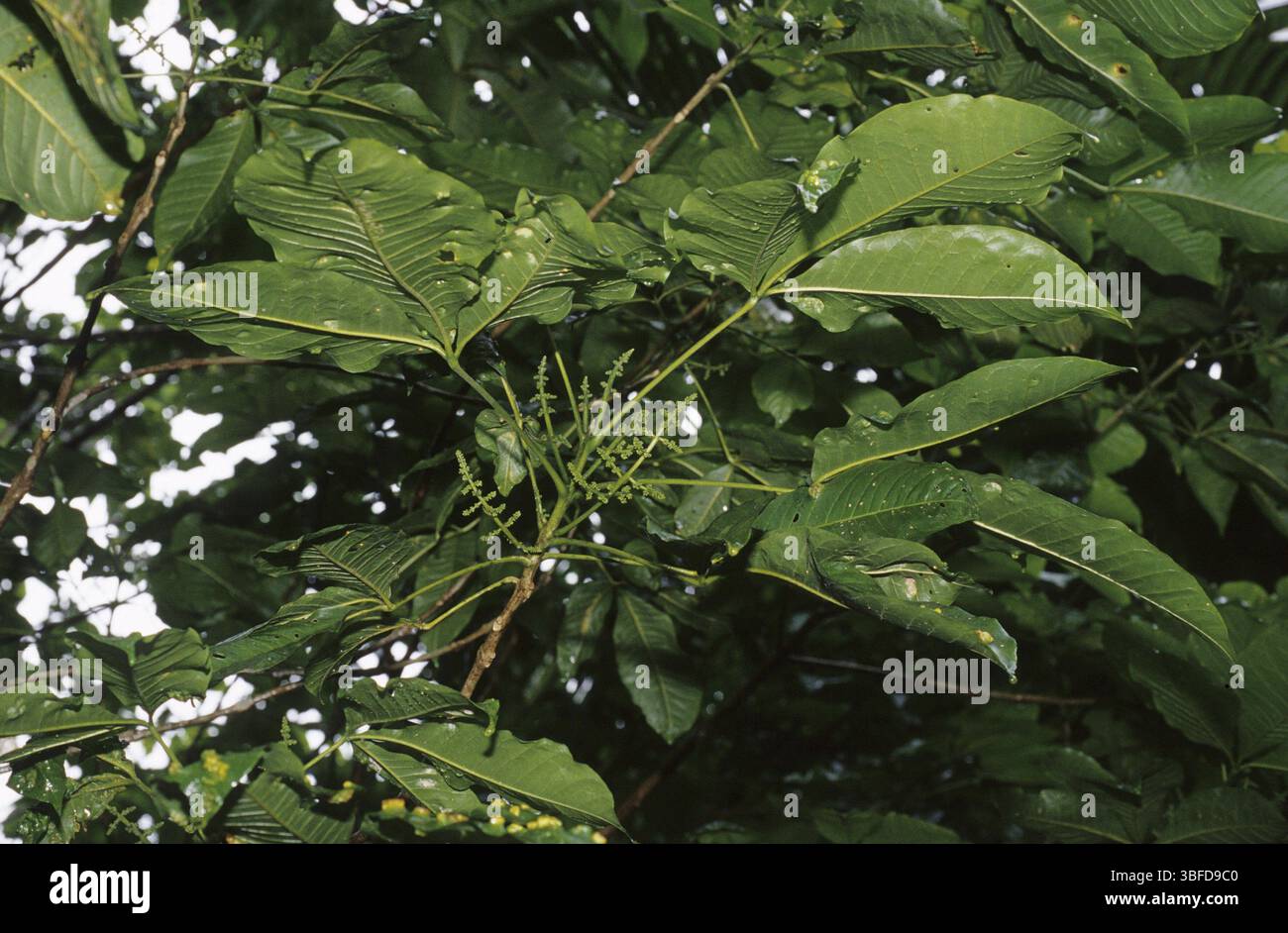 Euodia hi-res stock photography and images - Alamy