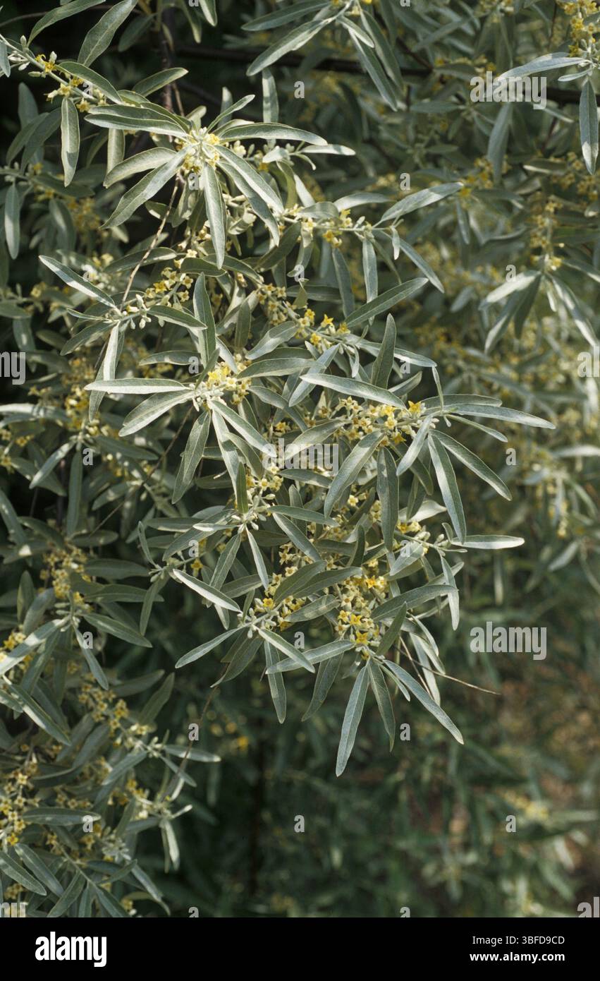 Oil willow plant (Elaeagnus angustifolia Stock Photo - Alamy