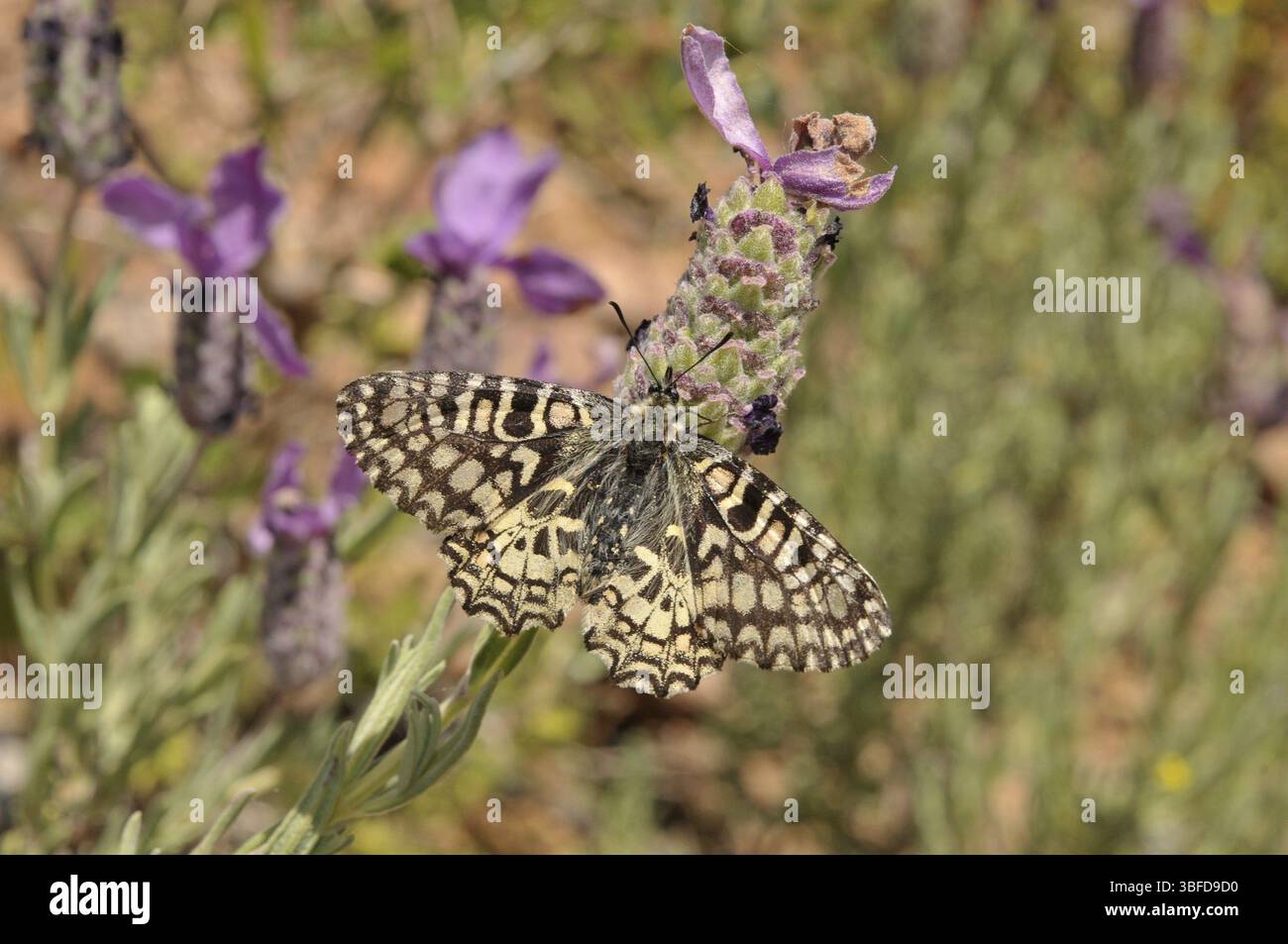 Spanish festoon zerynthia rumina hi-res stock photography and images ...