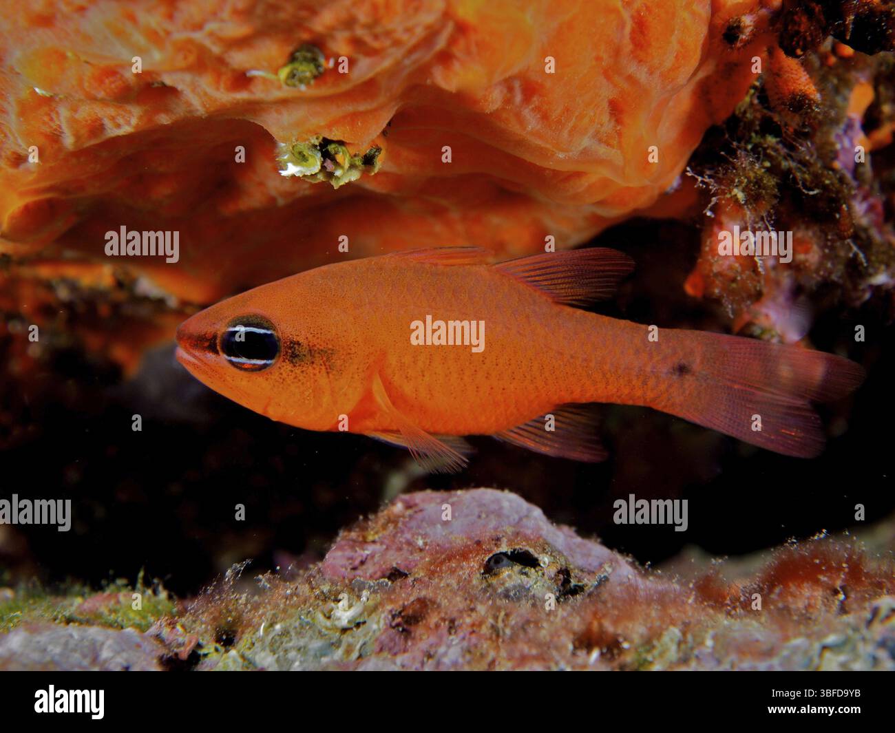 Red cardinalfish apogon imberbis hi-res stock photography and images ...