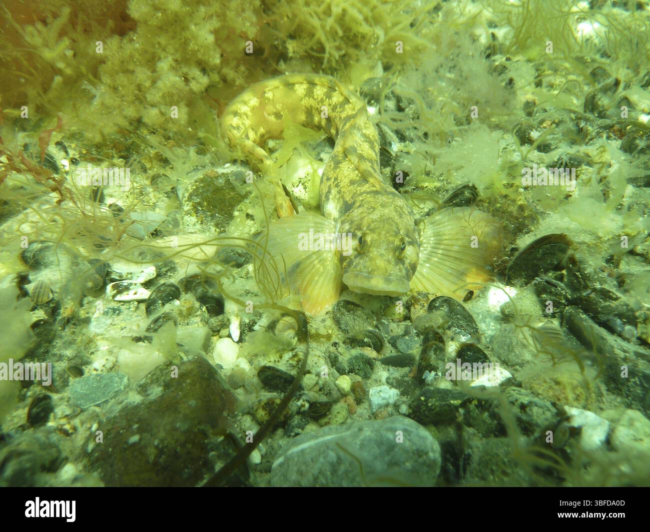 Eelpout hi-res stock photography and images - Alamy