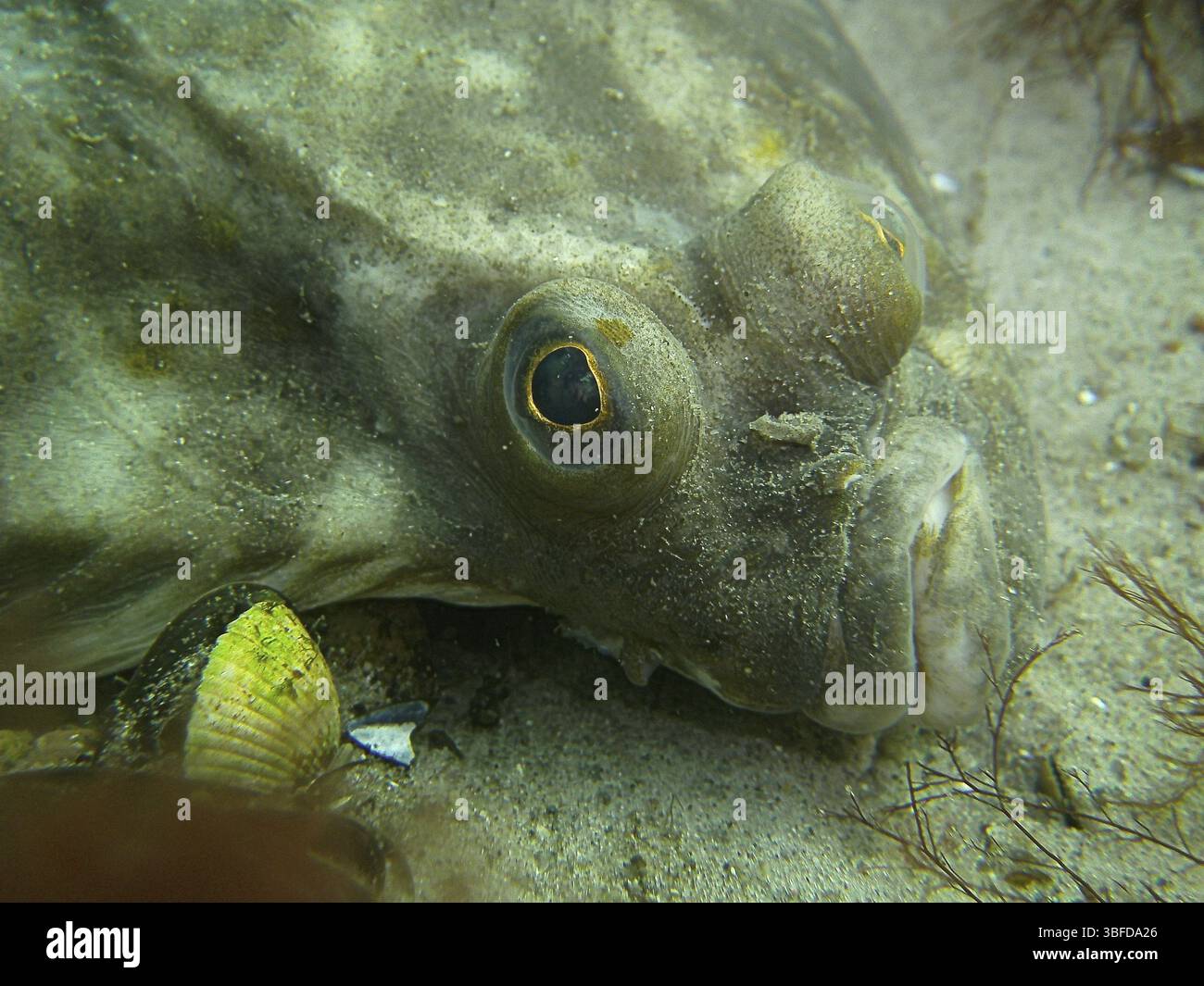 European plaice flatfish fish hi-res stock photography and images - Alamy