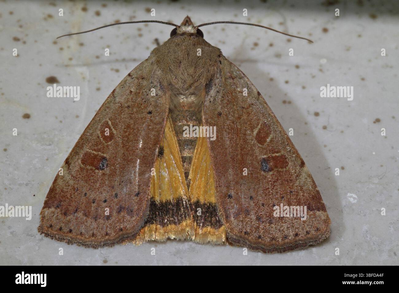 Lesser Yellow Underwing (Noctua comes Stock Photo - Alamy
