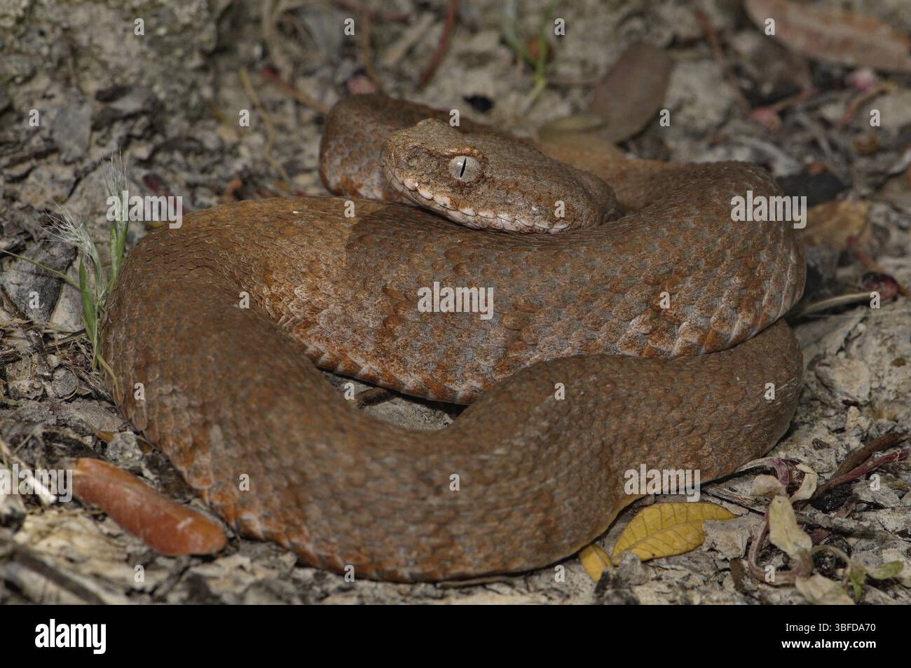 Milos otter, red morph (Macrovipera s. schweizeri Stock Photo - Alamy