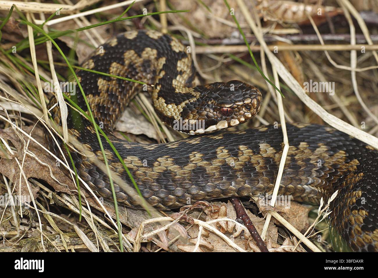 Adder, head shields, iris, pupil (Vipera berus Stock Photo - Alamy