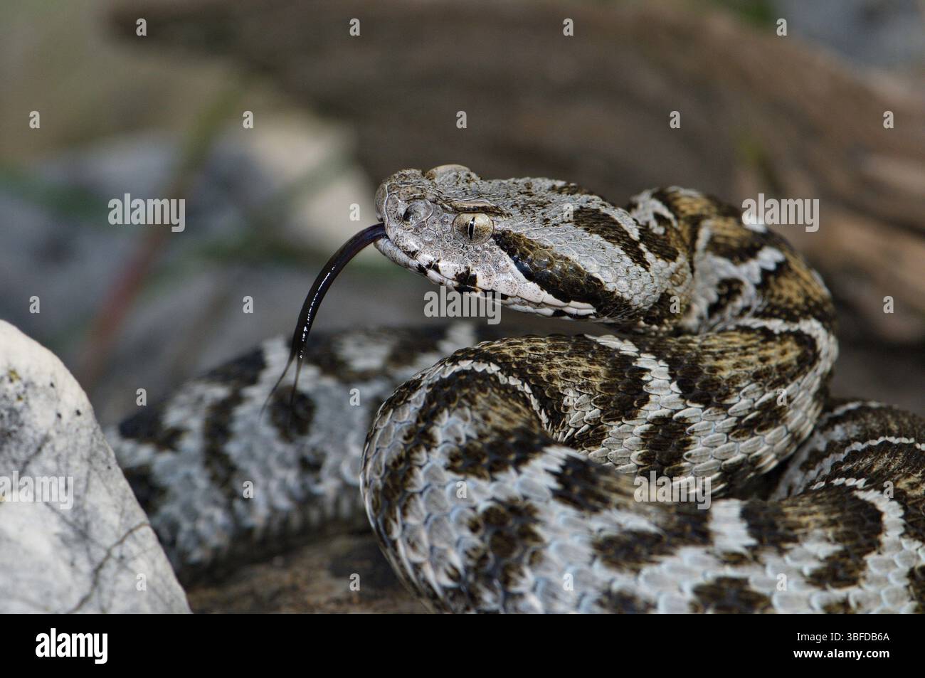 Wagner's mountain viper (Montivipera wagneri Stock Photo - Alamy