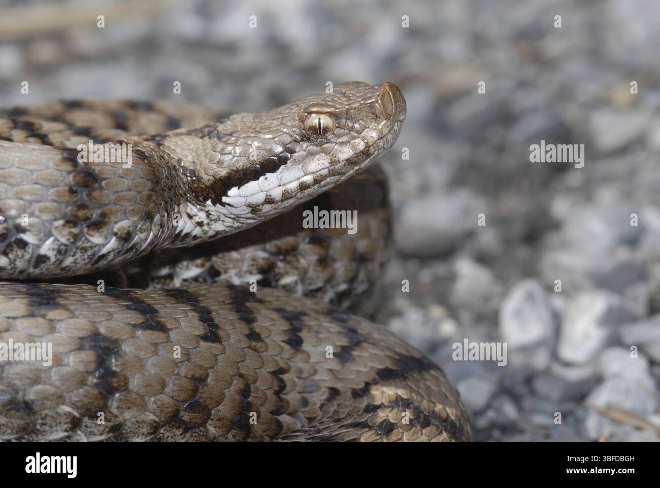 Alpine viper (Vipera aspis atra Stock Photo - Alamy
