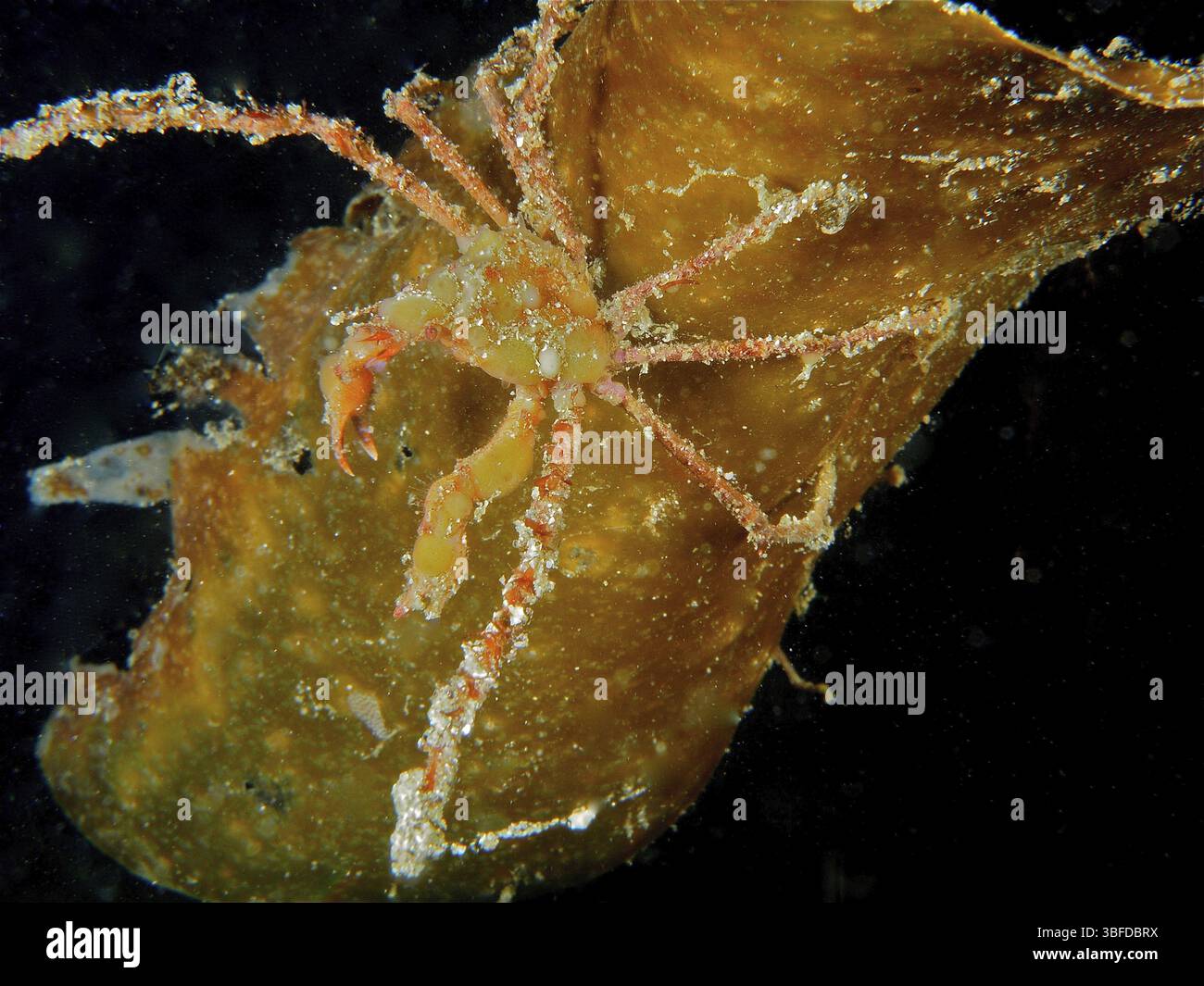 Scorpion spider crab (Inachus dorsettensis Stock Photo - Alamy