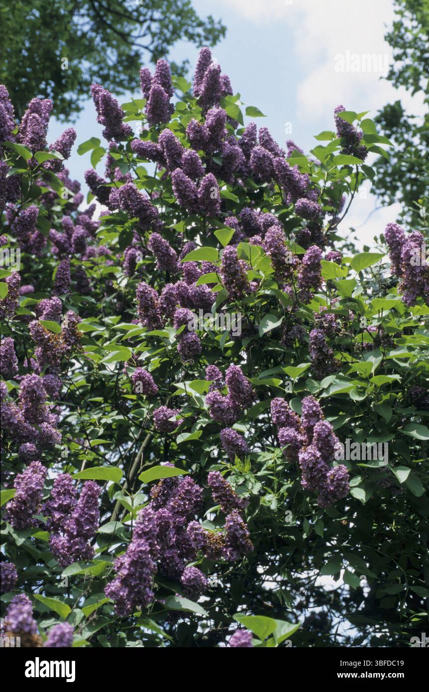 Syringa oleaceae hi-res stock photography and images - Alamy