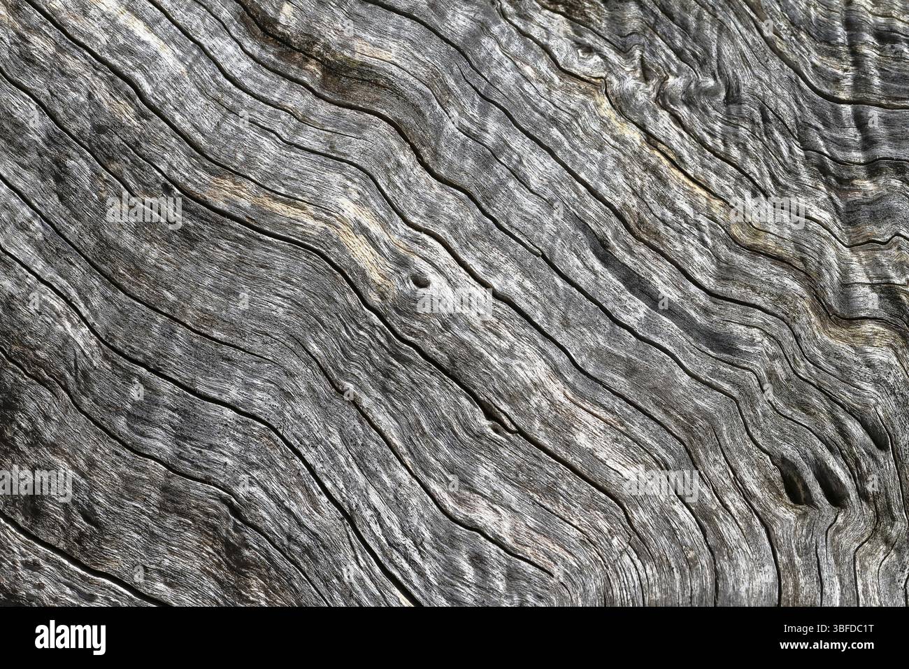 Beech burl wood Stock Photo - Alamy