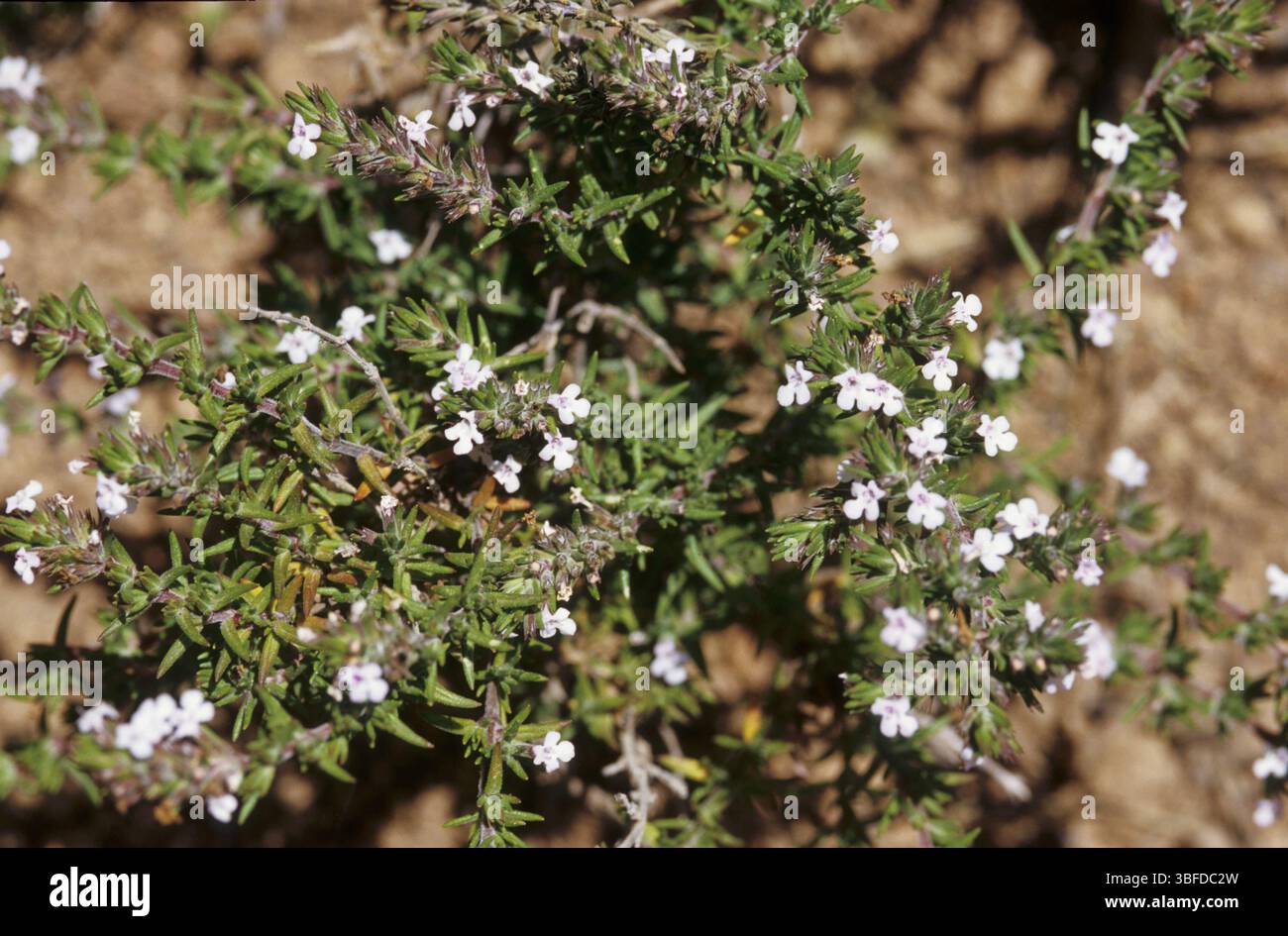 Thyme (Thymus sp Stock Photo - Alamy