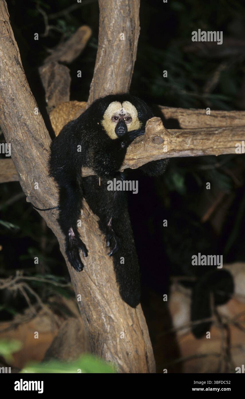 Pale-headed saki male (Pithecia pithecia Stock Photo - Alamy