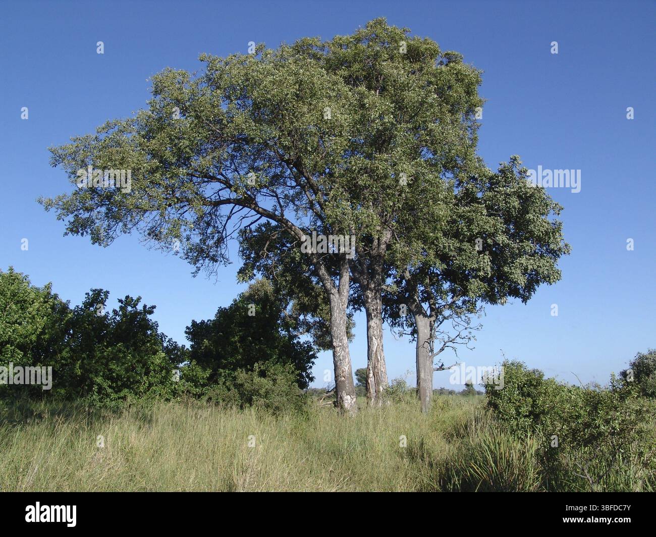 Marula tree (Sclerocarya birrea Stock Photo - Alamy