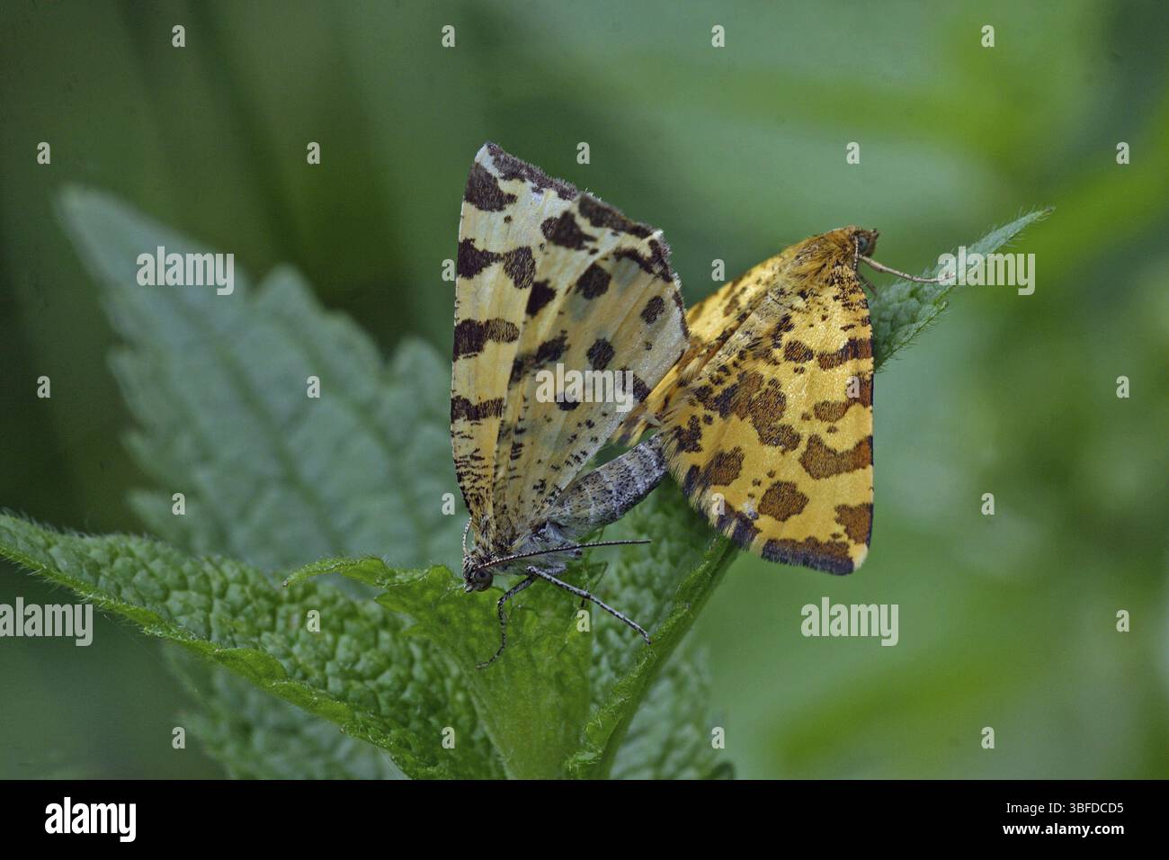 Spotted moth (Pseudopanthera macularia Stock Photo - Alamy
