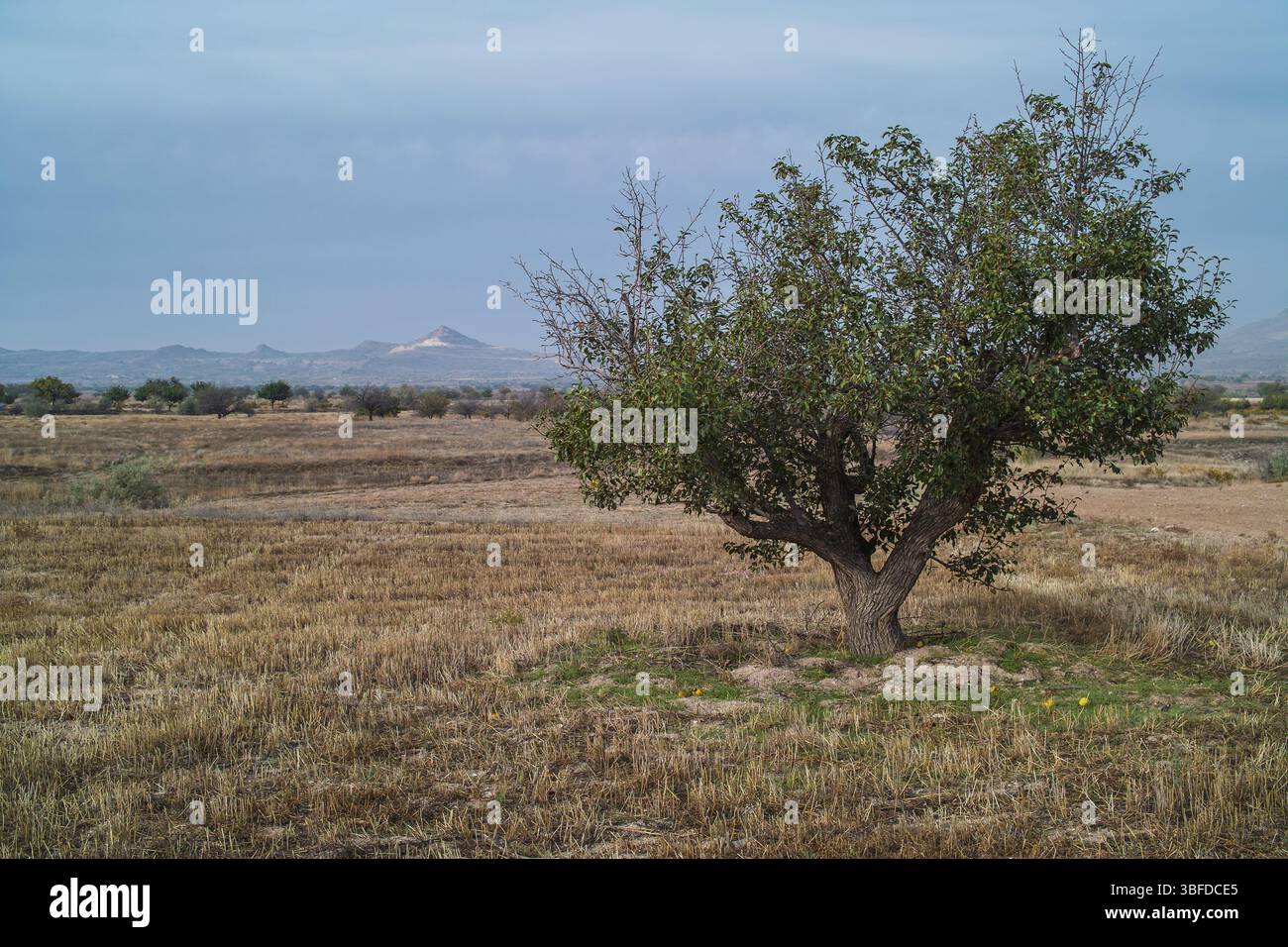 Heritage pear tree hi-res stock photography and images - Alamy