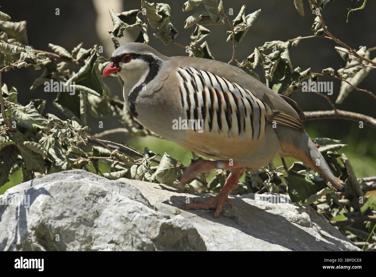 Rock partridge (Alectoris graeca Stock Photo - Alamy